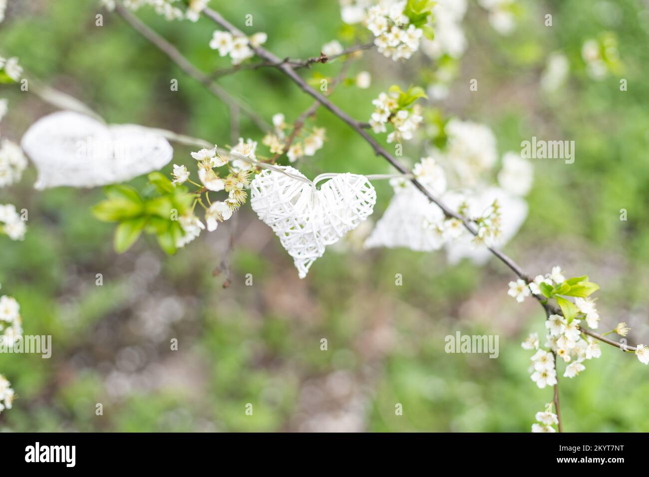 heart on flowering trees. Concept of Valentines day, Spring, Place for ...