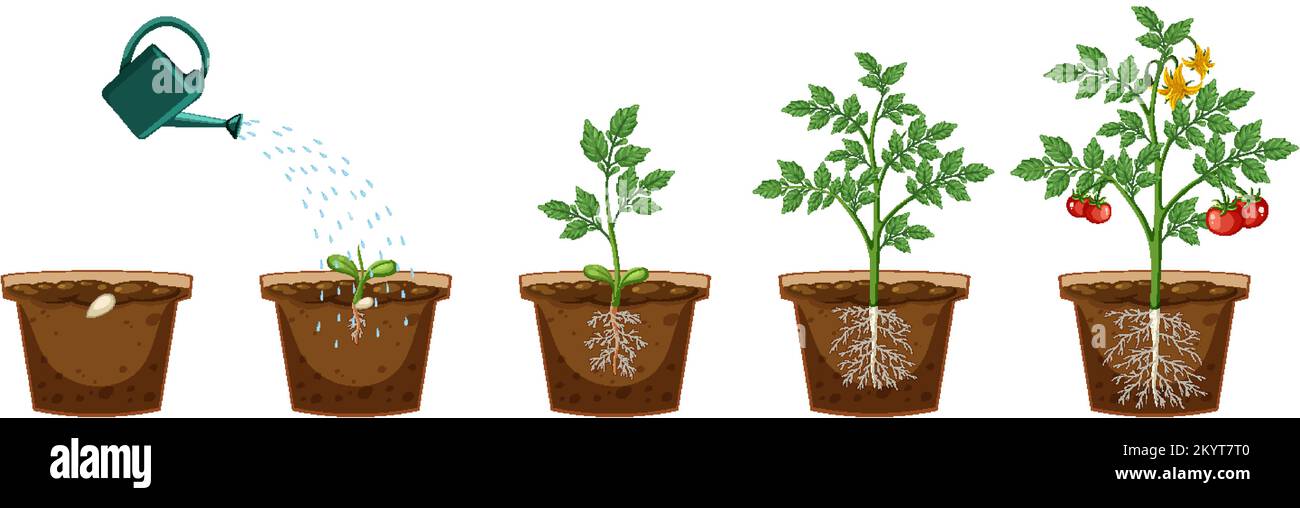 Life cycle of a tomato plant illustration Stock Vector Image & Art - Alamy