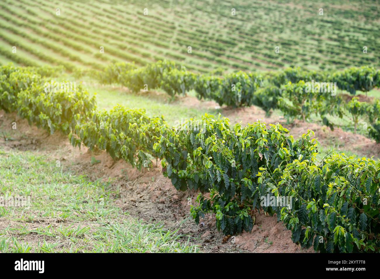 View farm with coffee plantation - early stage farming in Brazil - Cafe ...
