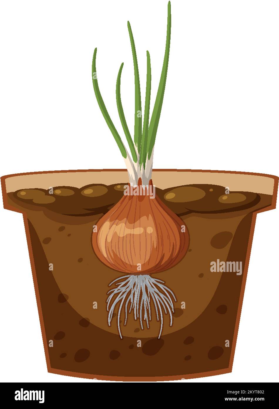 Root of onion plant vector illustration Stock Vector Image & Art - Alamy