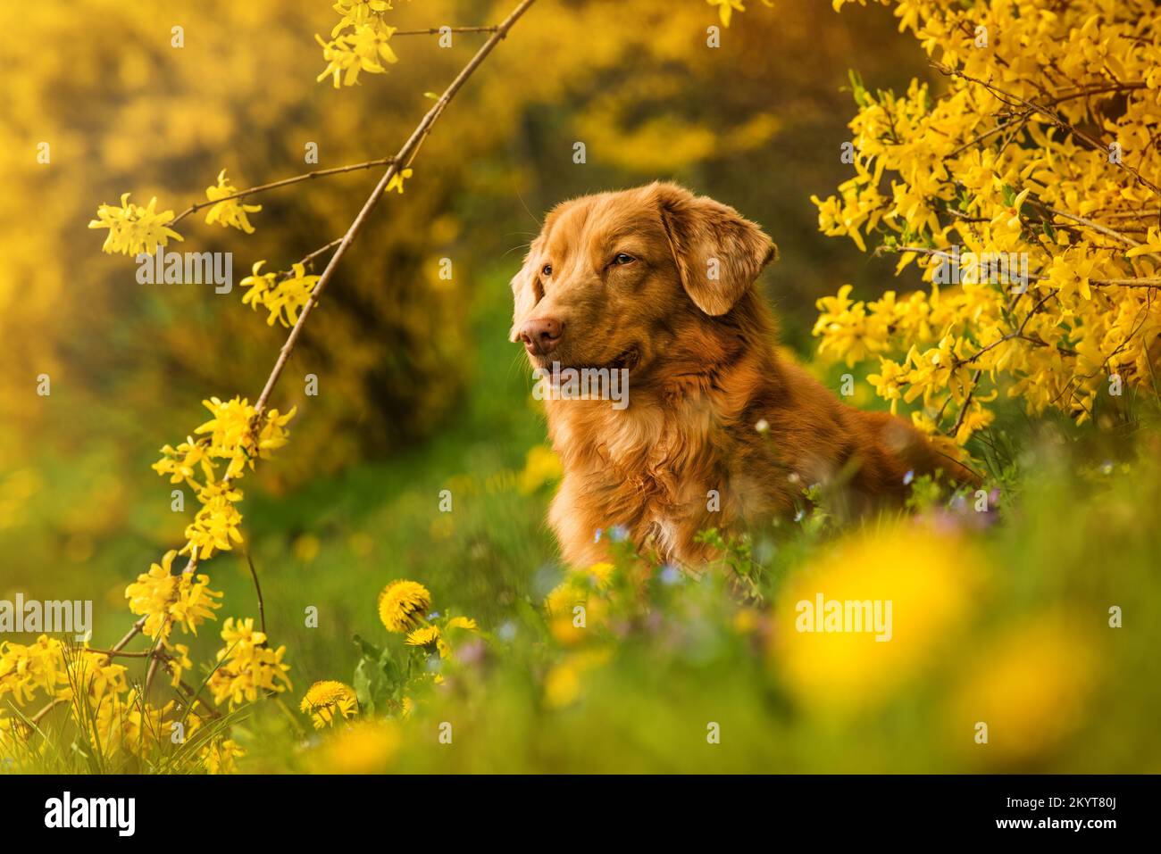 Dog lying in a colorful spring flower meadow Stock Photo - Alamy
