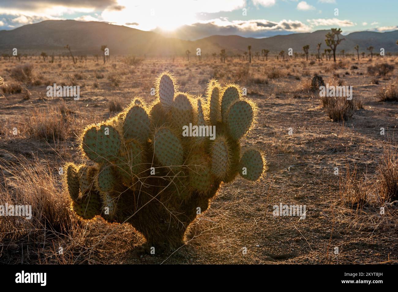 Tree cactus backlit hi-res stock photography and images - Alamy