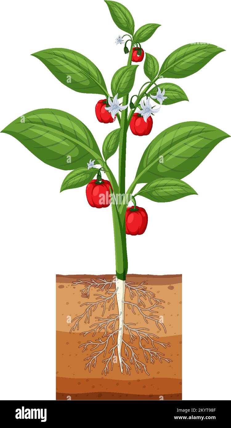 Bell pepper plant showing root illustration Stock Vector Image & Art ...