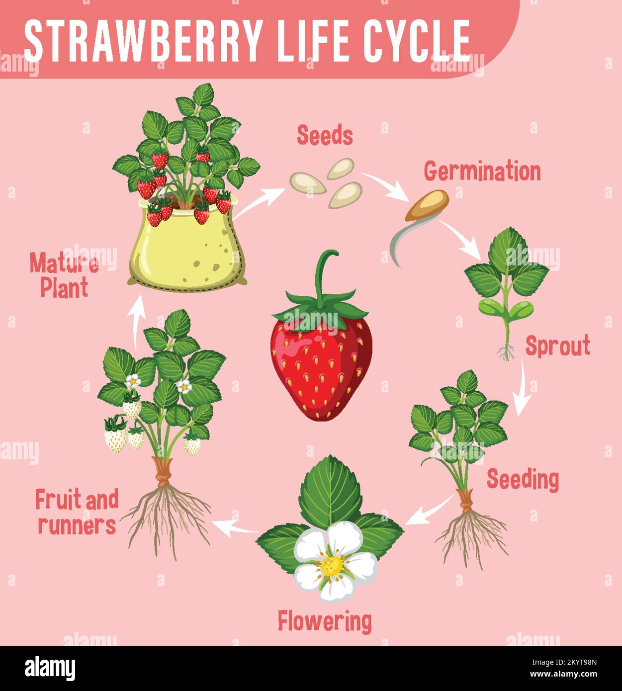 Life Cycle Of Strawberry Diagram Illustration Stock Vector Image And Art Alamy