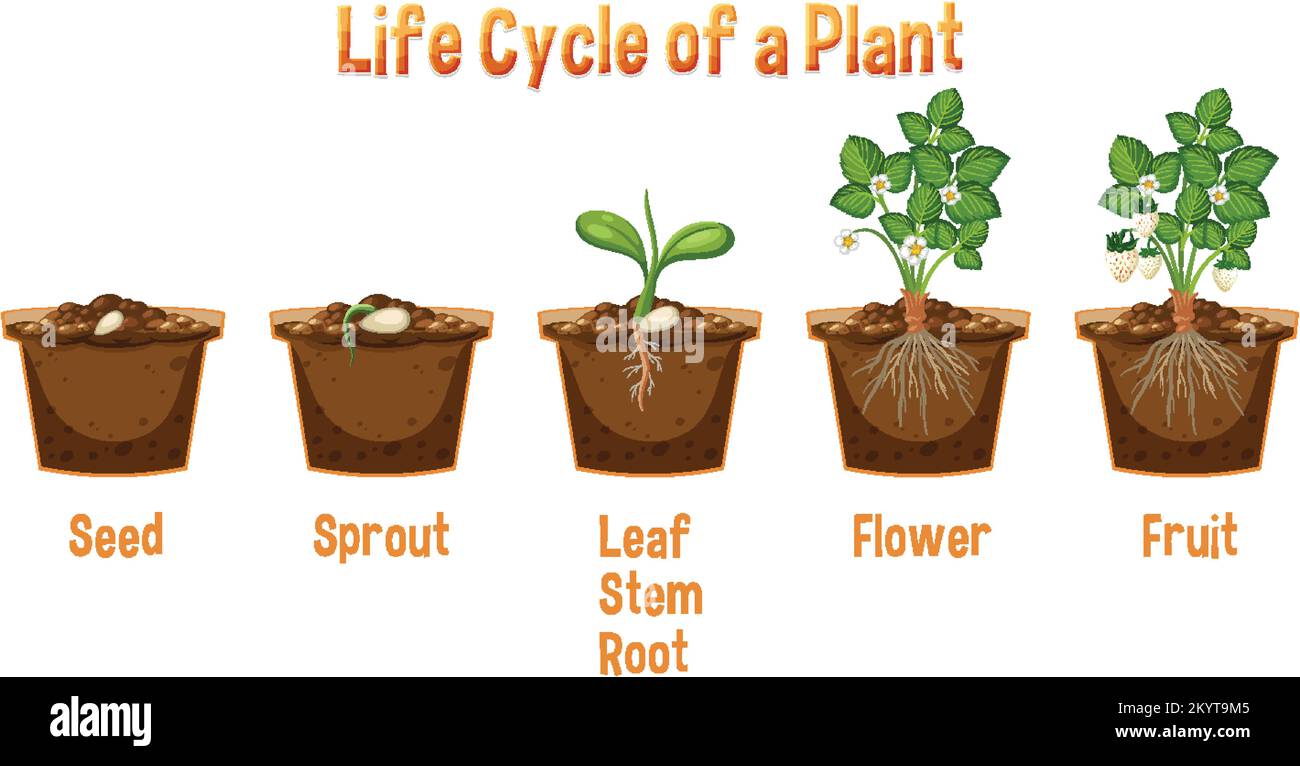 Life cycle of a plant diagram illustration Stock Vector Image & Art - Alamy