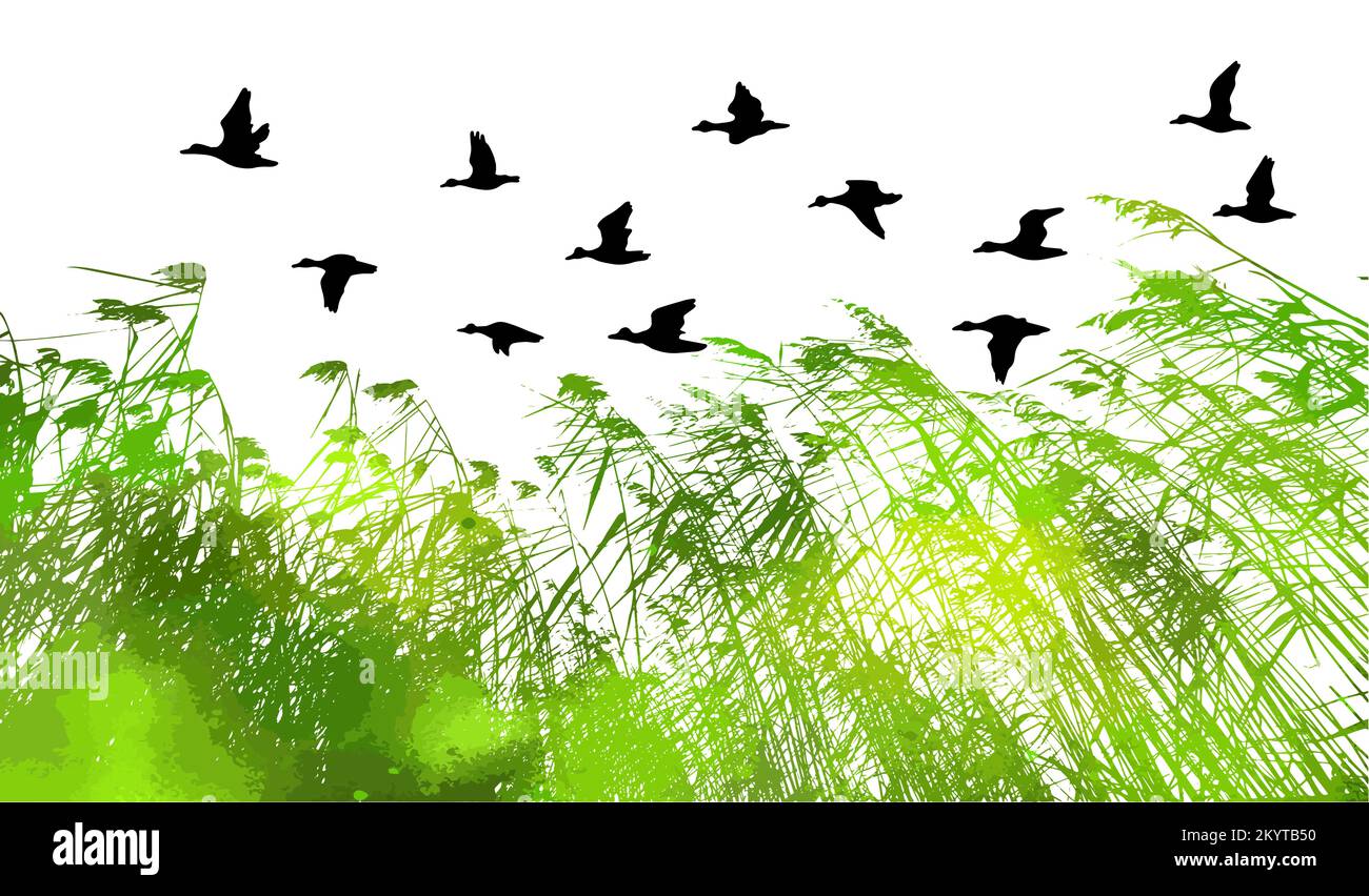 real green grass silhouette and flying ducks. Reeds silhouette tracing ...