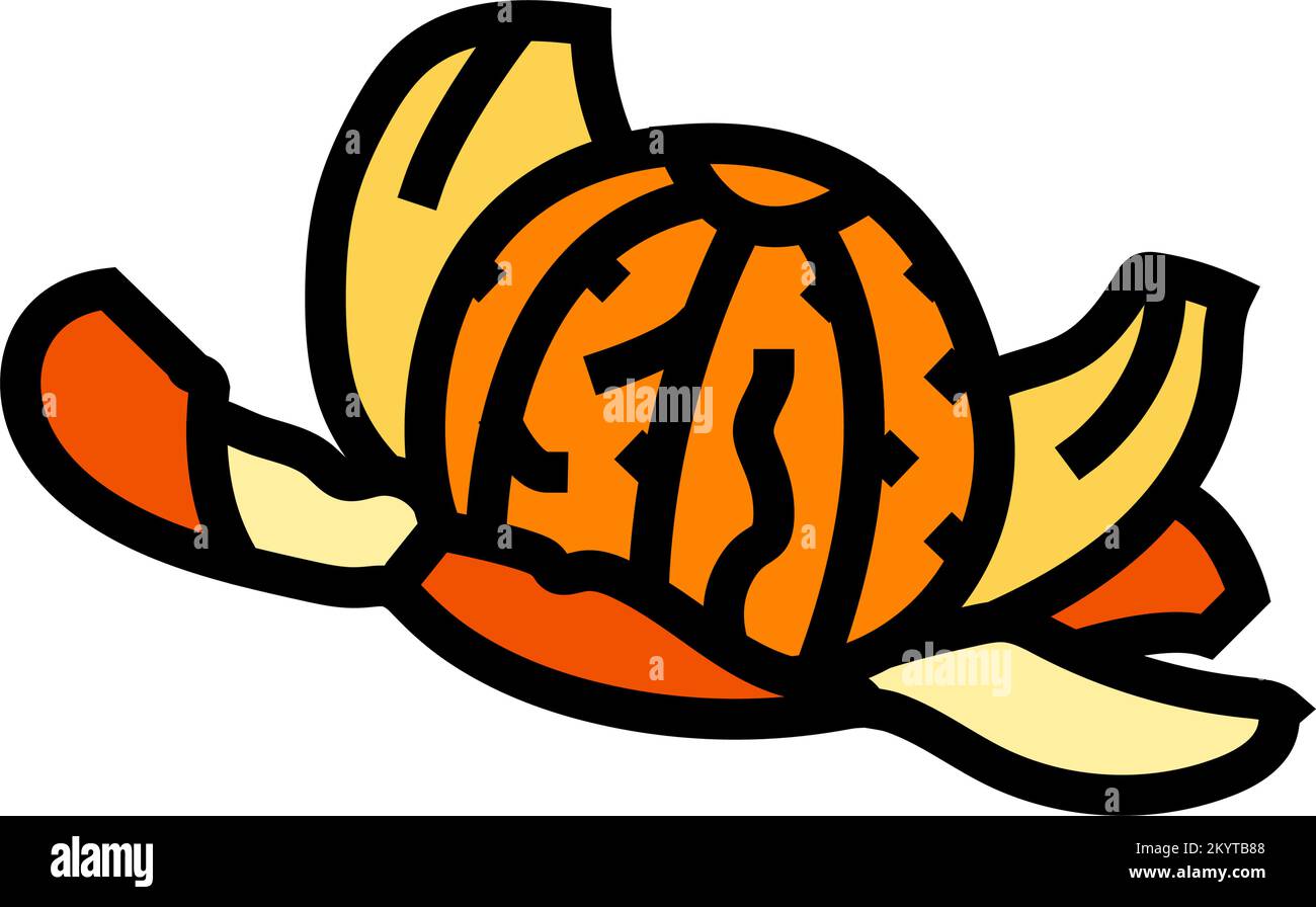 peeled clementine color icon vector illustration Stock Vector Image ...