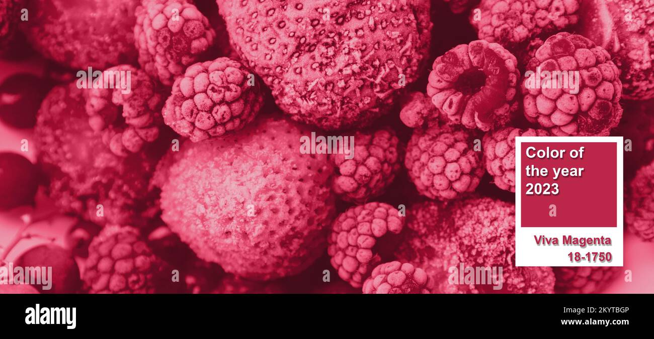 Color of the Year 2023 Viva Magenta. Red frozen berries covered with ...