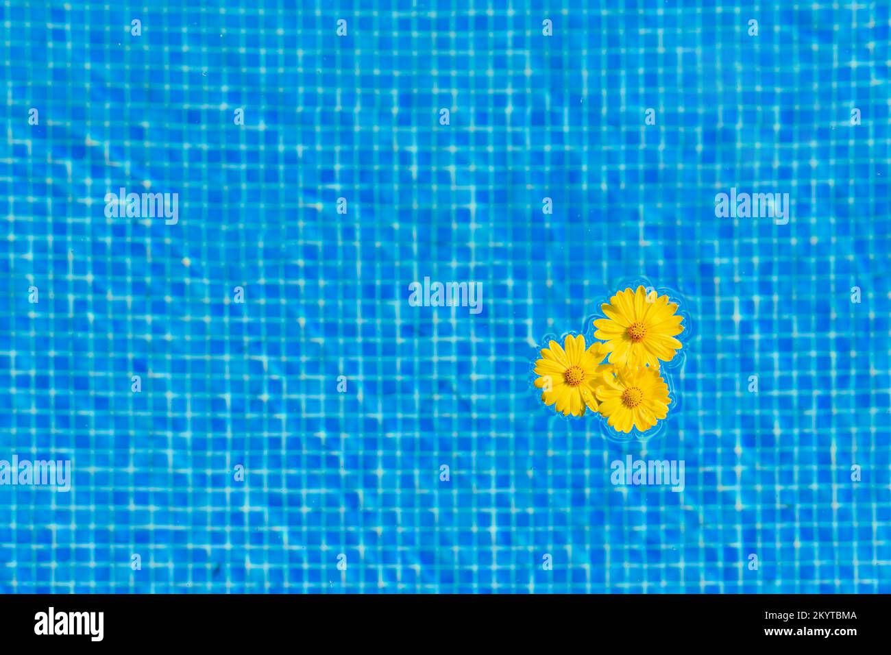 three daisies floating in the blue water of a swimming pool Stock Photo ...