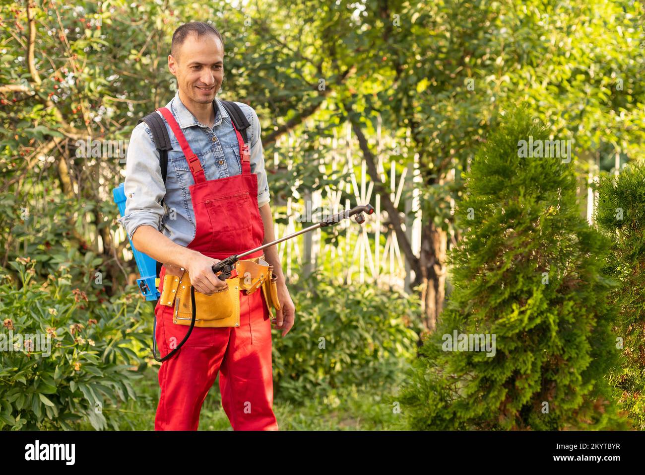 Gardener applying insecticide fertilizer to his thuja using a sprayer ...