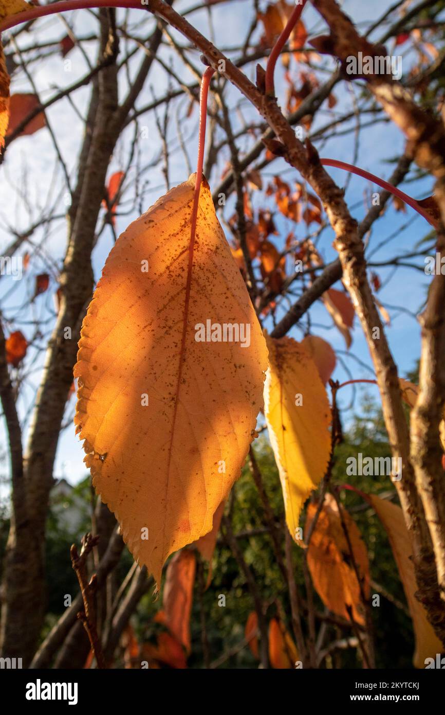 Colourful fading leaves on an ornamental cherry tree in fall, autumn ...