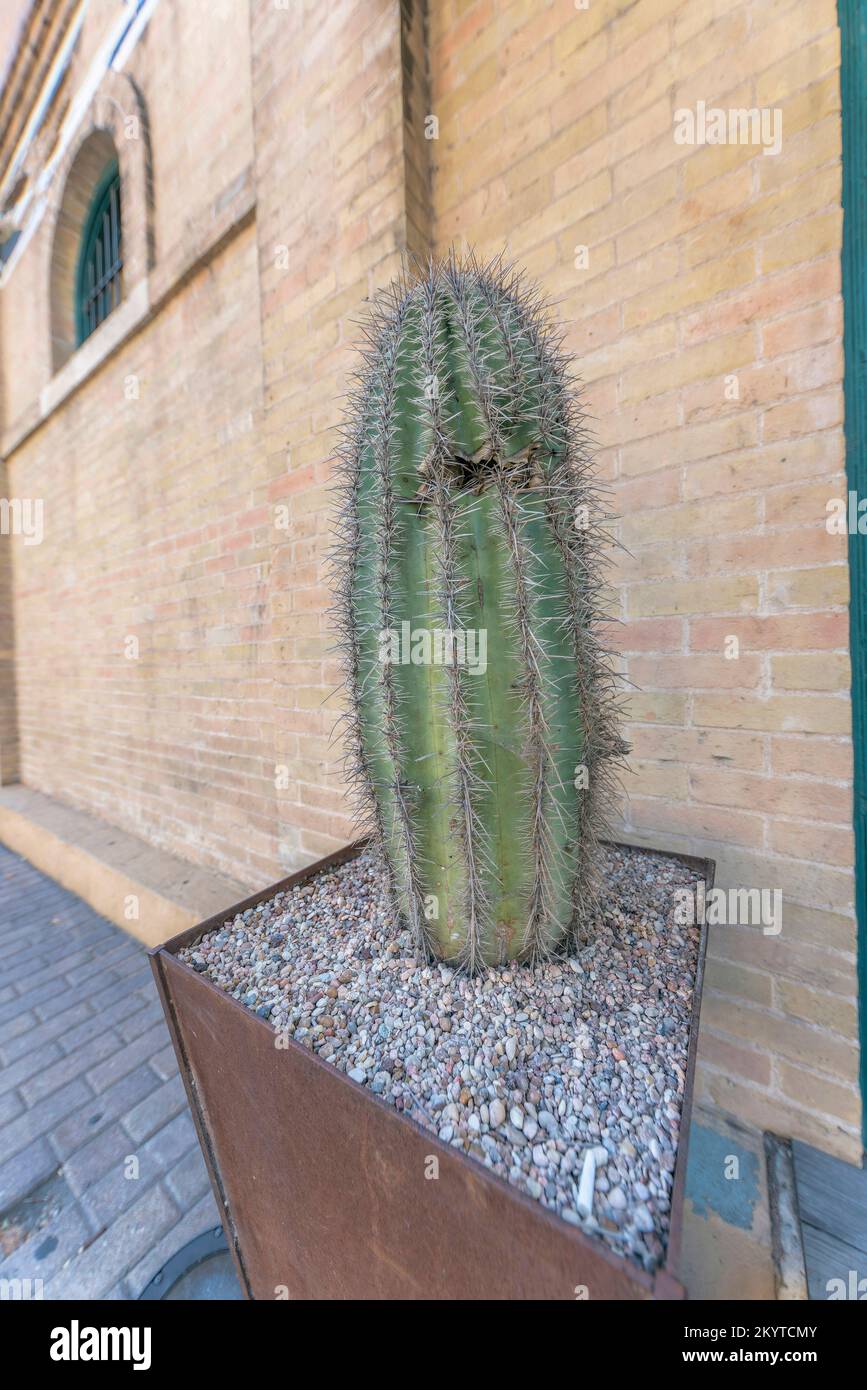 Austin, Texas- Potted columnar cactus near the wall with bricks. Cactus ...