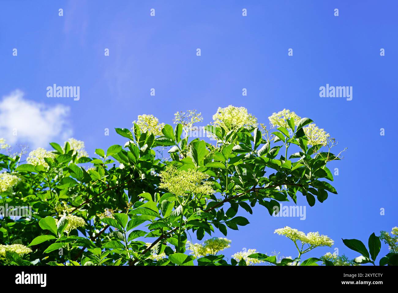 Blossoming elderberry with blue sky in the background. Sambucus Stock ...