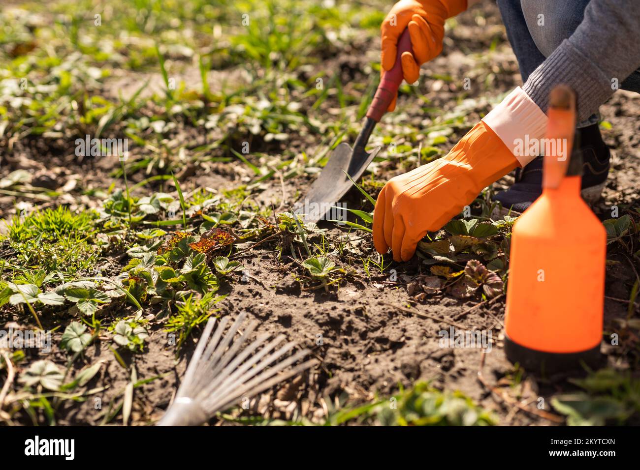 Gardeners hands planting and picking vegetable from backyard garden. Gardener in gloves prepares ...