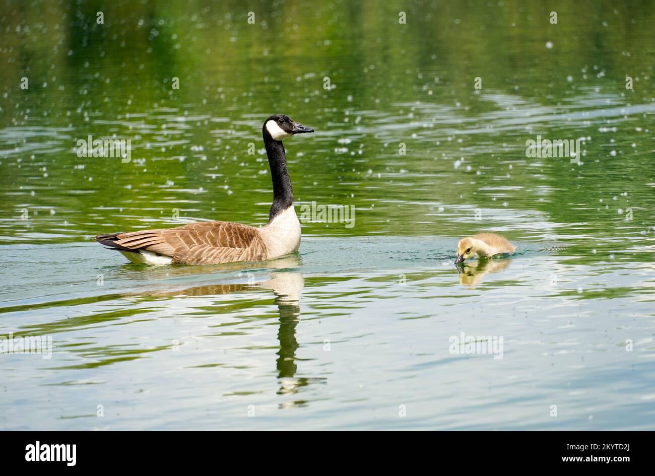 Canada goose swims on the water with a little chick. Branta canadensis ...