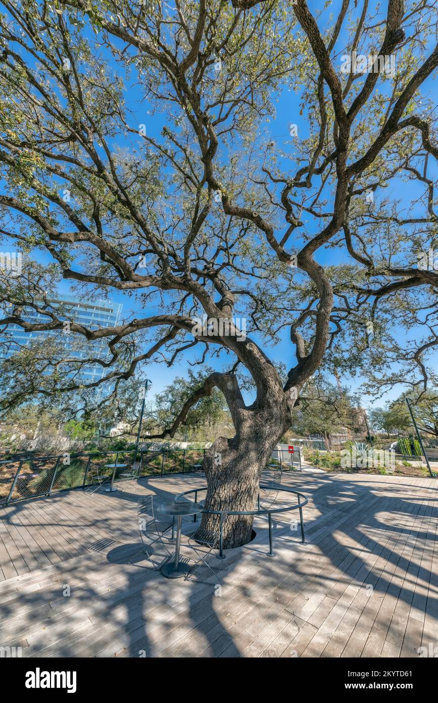 Austin, Texas- Large tree with metal barriers at Waterloo Park. There ...