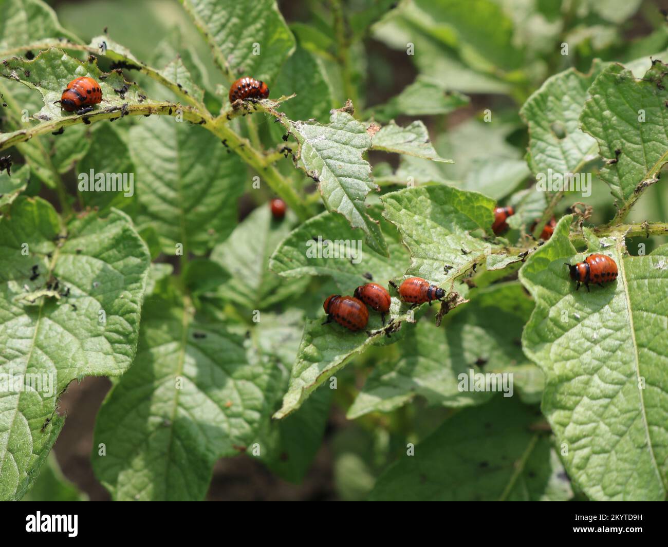 many Colorado potato beetle larvae on potato foliage close-up, an ...