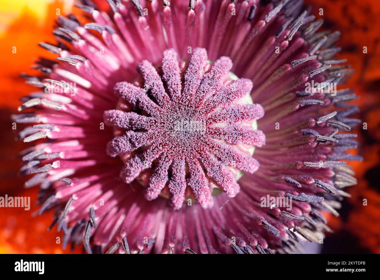 Poppy flower heart hi-res stock photography and images - Alamy