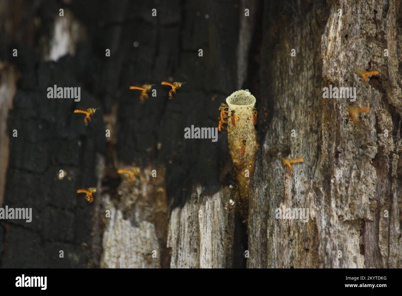 American stingless bees (Tetragonisca angustula) or Maya Bees nest and ...