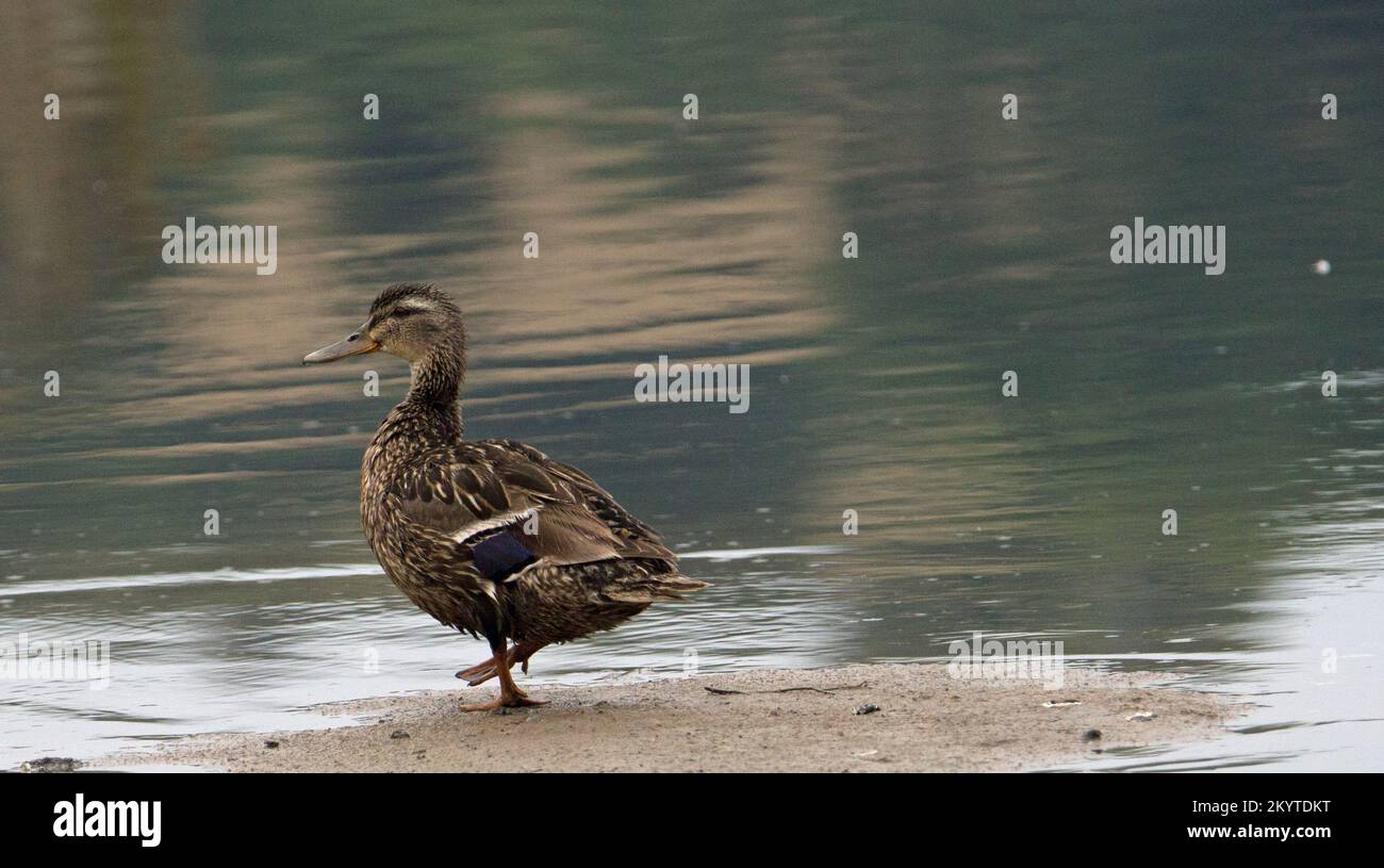 a single mallard or wild duck (Anas platyrhynchos) walking at the water ...