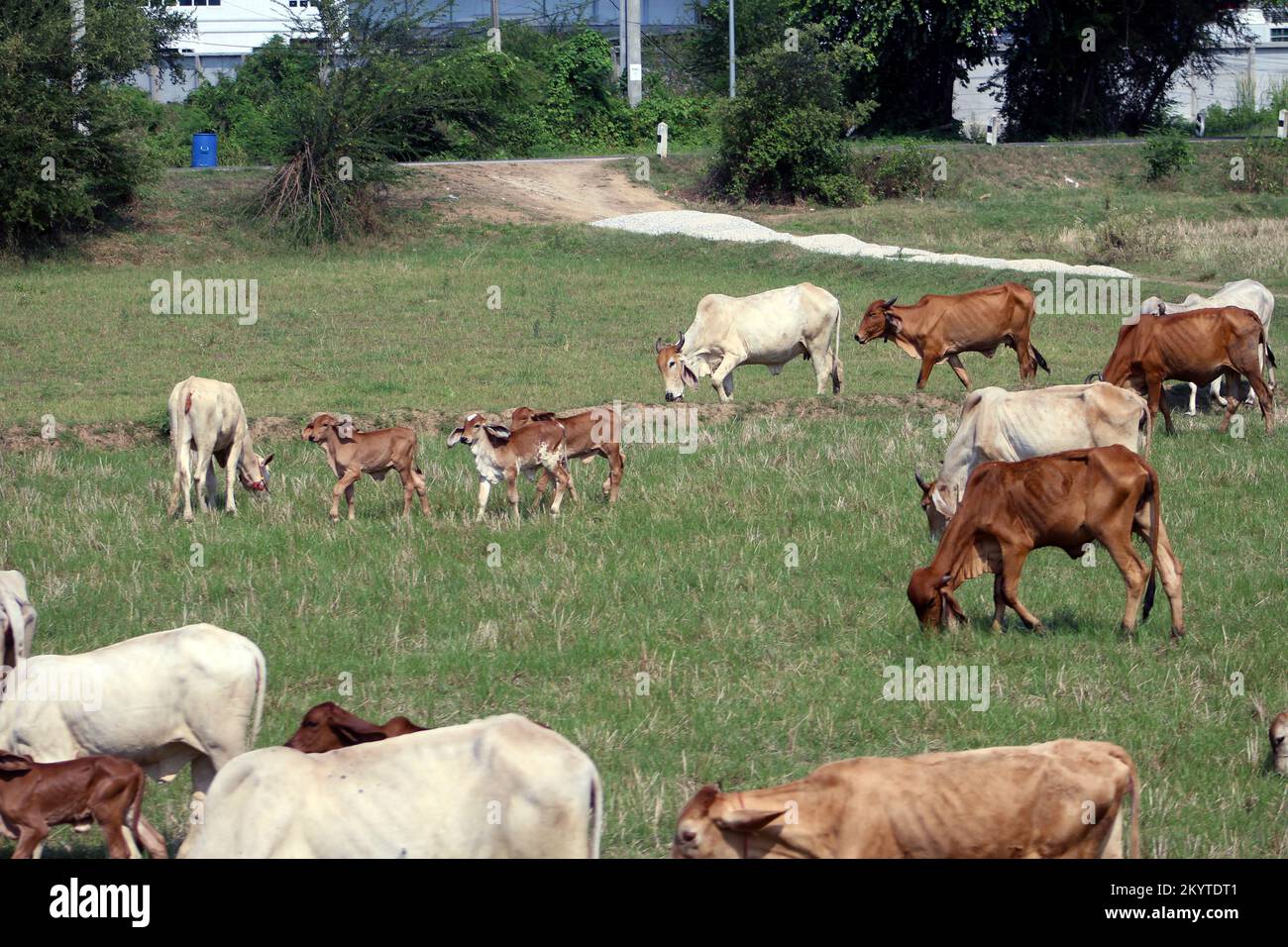 cattle farming near Kanchanaburi in Thailand Stock Photo - Alamy