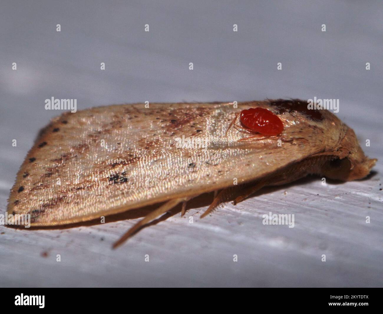 Erebidae moth Hypenodinae - Schrankia species with red moth mite ...