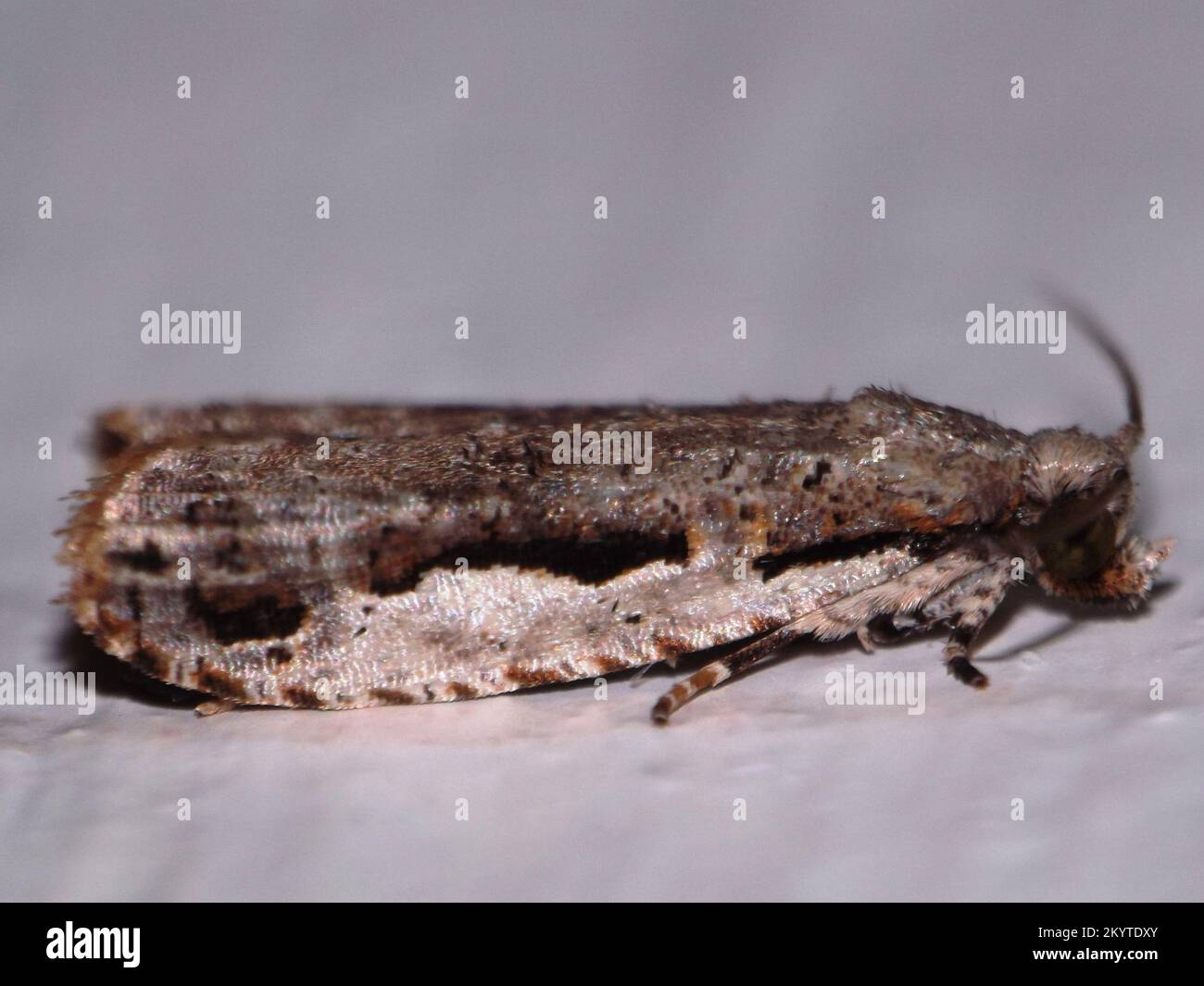 Ermine moth - Family Yponomeutidae isolated on a white background Stock ...