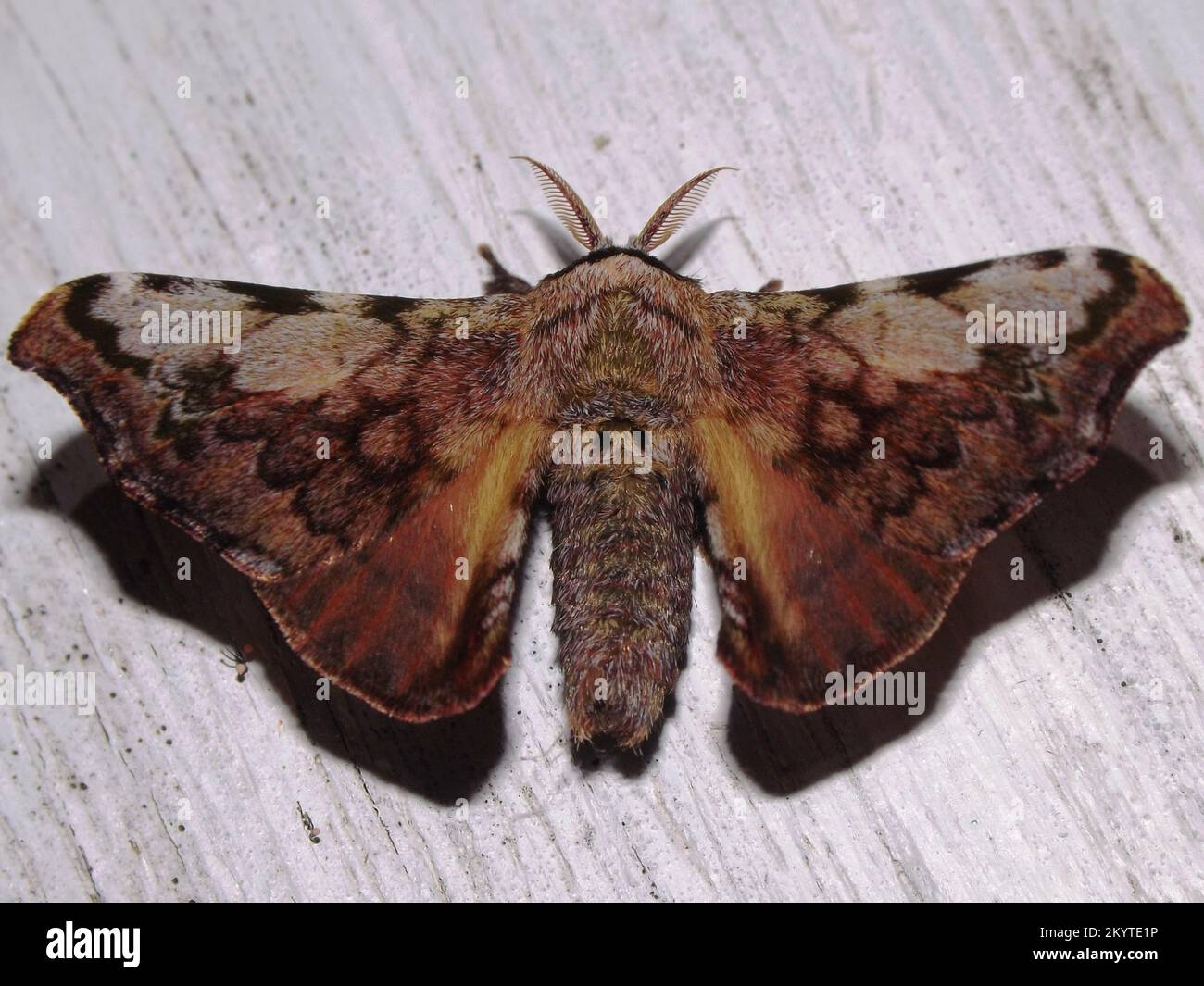 Eutelia moth (family Euteliidae) Euteliinae unknown species isolated on ...