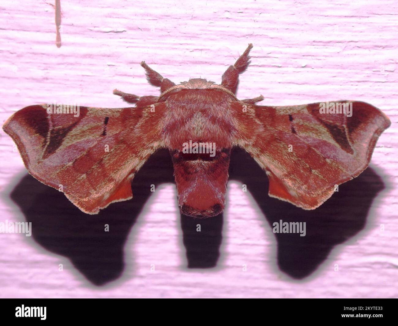 Eutelia moth (family Euteliidae) Euteliinae unknown species isolated on ...