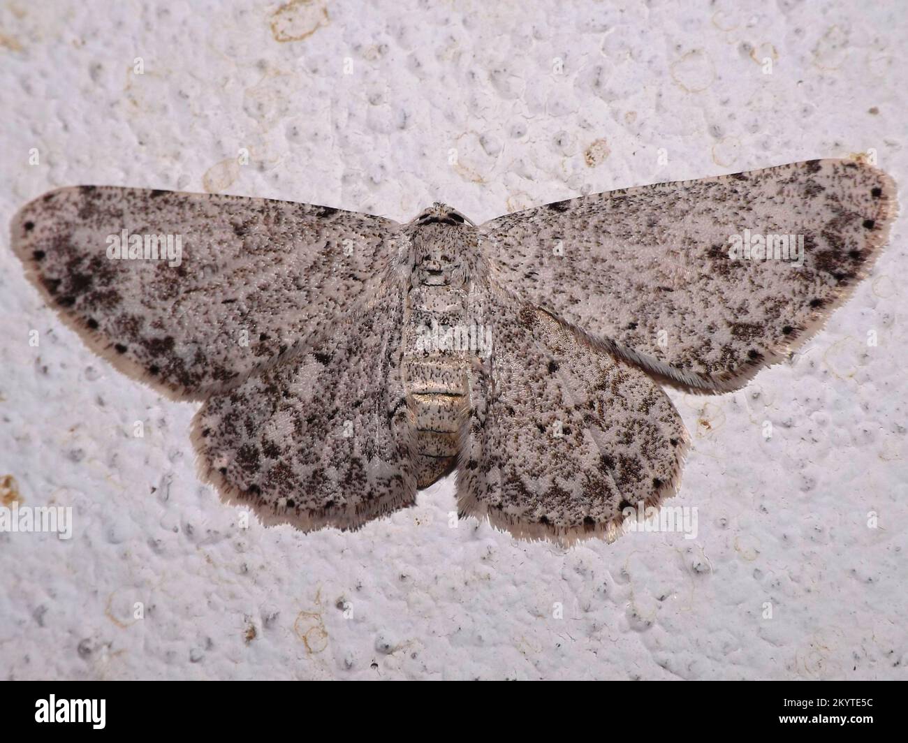 Geometer moth (Family Geometridae) Ennominae - Hypomecis species ...