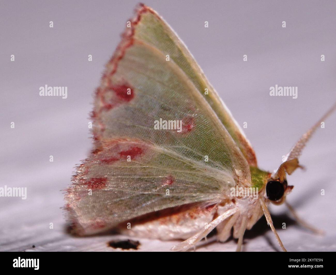 Geometer moth (Family Geometridae) Geometrinae - Synchlora species ...