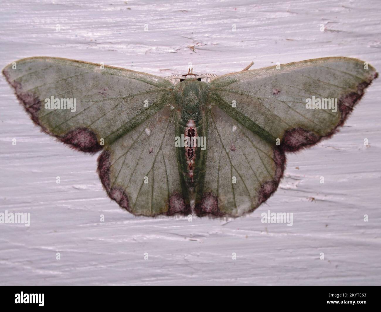 Geometer moth (Family Geometridae) Geometrinae - Synchlora species ...