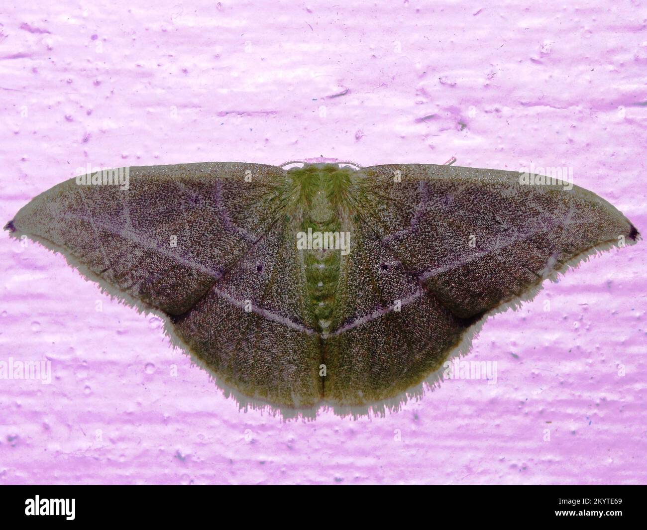 Geometer moth (family Geometridae) Geometrinae species isolated on a ...