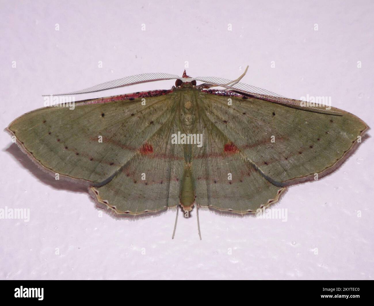 Geometer moth (family Geometridae) indeterminate species isolated on a ...