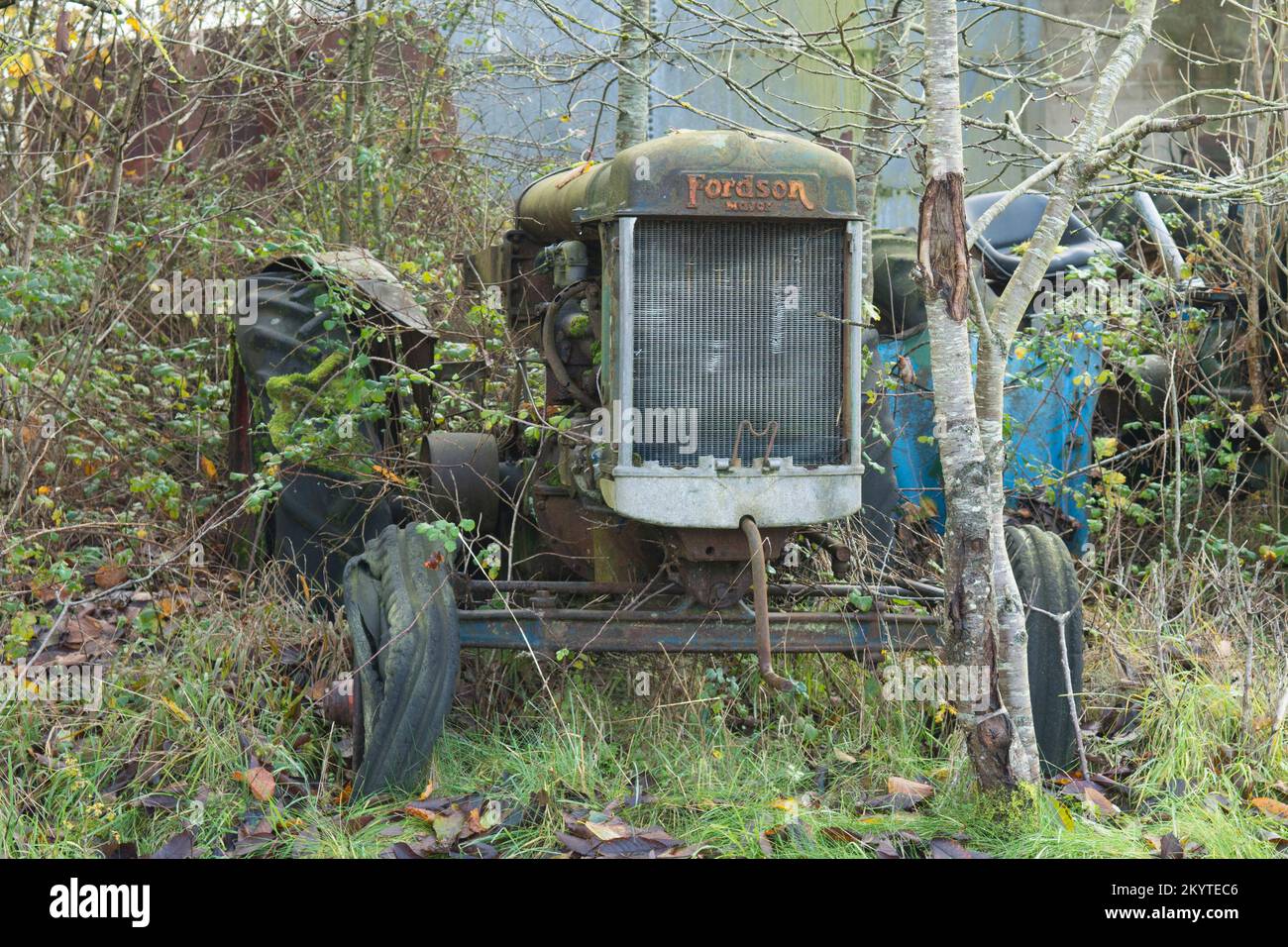 old abandoned rusting Fordson Major tractor overgrown with weeds and ...