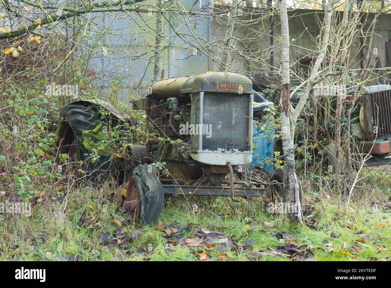 old abandoned rusting Fordson Major tractor overgrown with weeds and ...