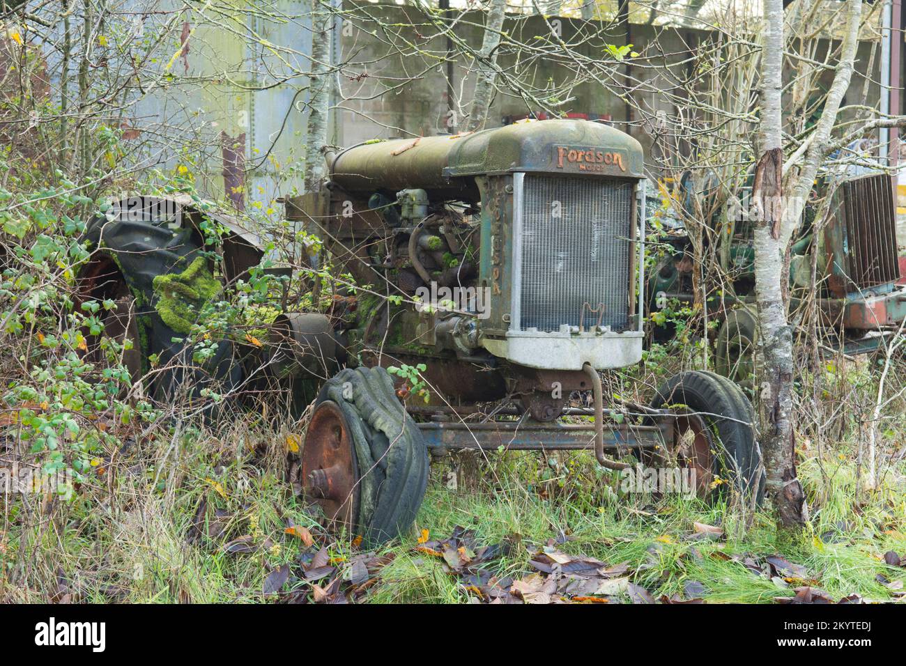old abandoned rusting Fordson Major tractor overgrown with weeds and ...