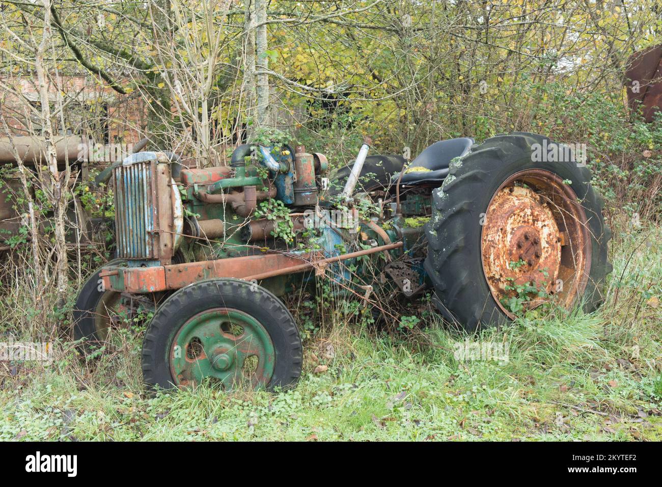 old abandoned rusting Fordson tractor overgrown with weeds and brambles ...