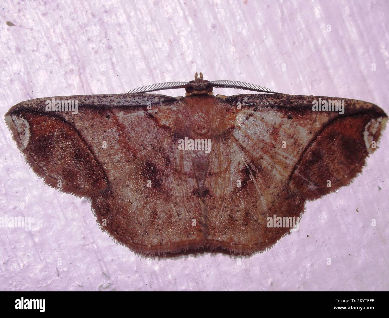 Geometer moth (family Geometridae) indeterminate species isolated on a ...