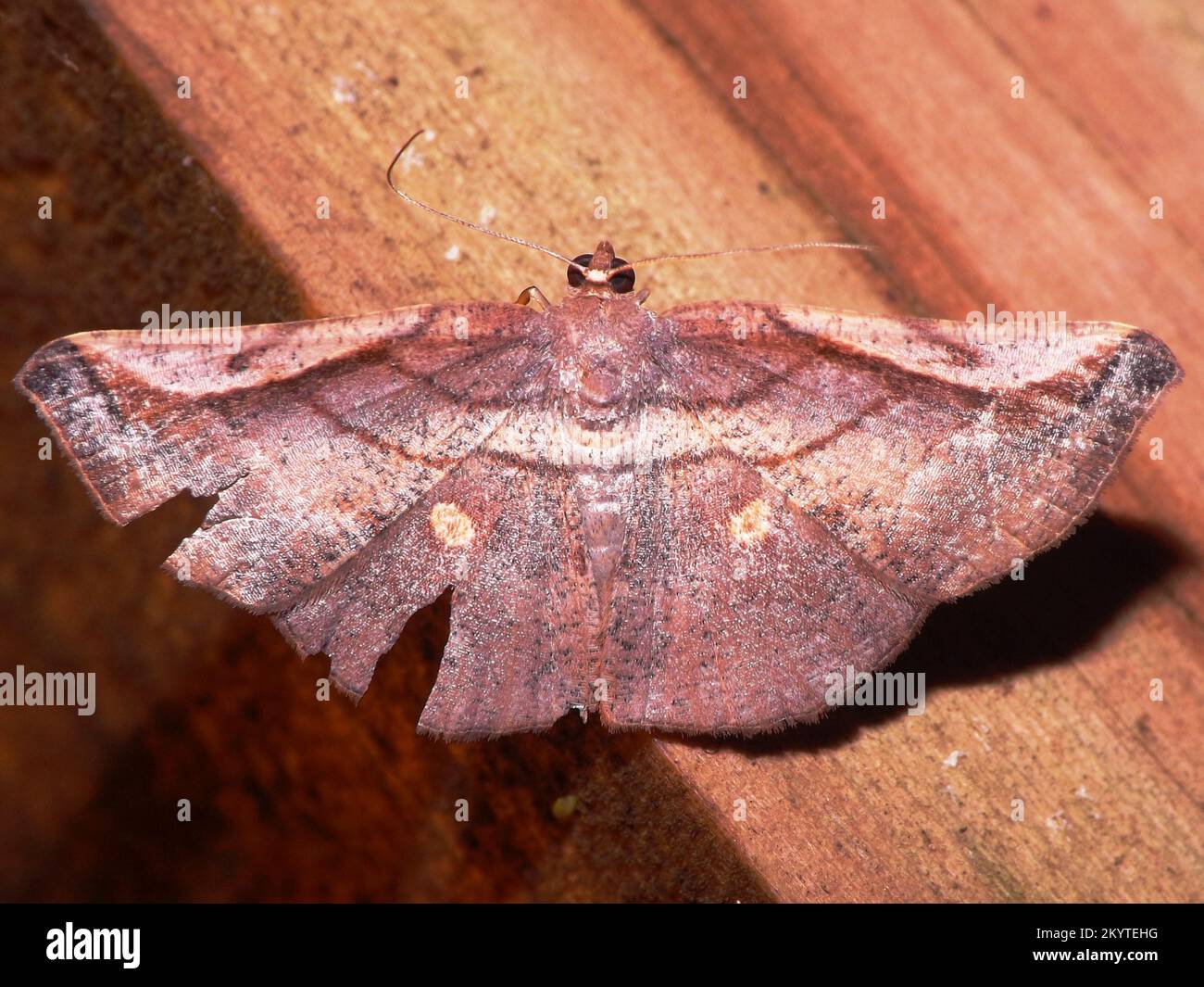 Geometer moth (Family Geometridae) unknown species isolated on a wood ...