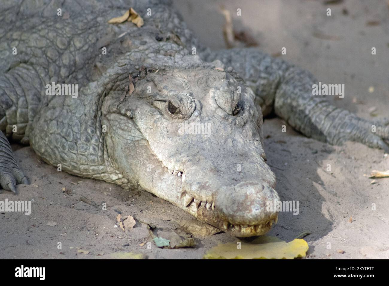 head of a West African crocodile (Crocodylus suchus) resting in the ...
