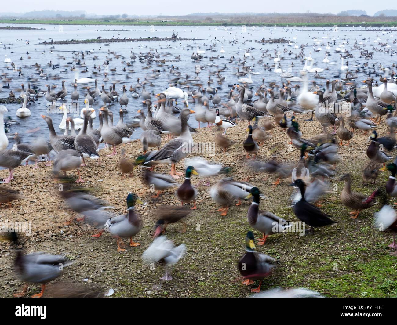 Ducks, geese and Whooper Swans feeding on supplied grain at Martin Mere ...