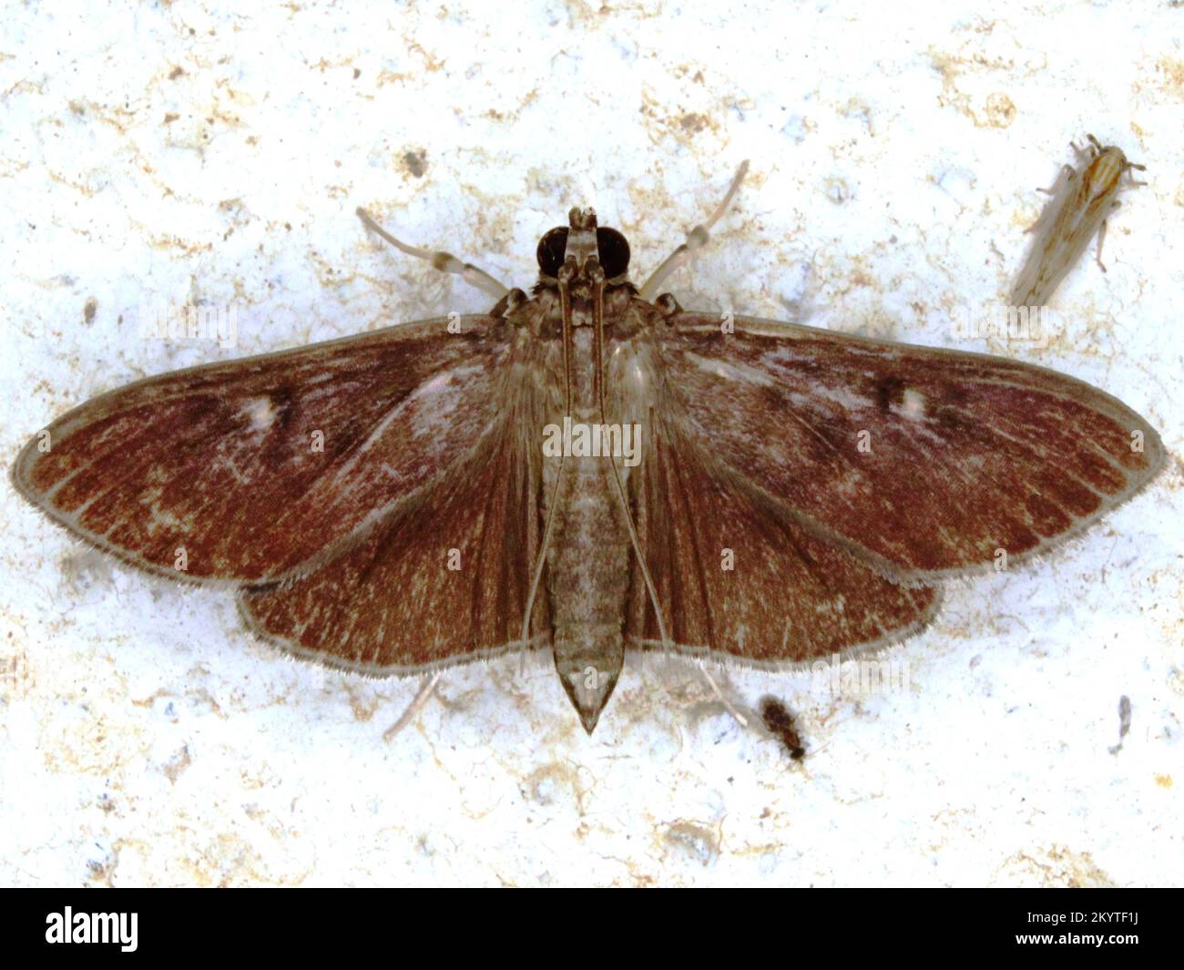 tropical moth indeterminate species isolated on a white background from ...