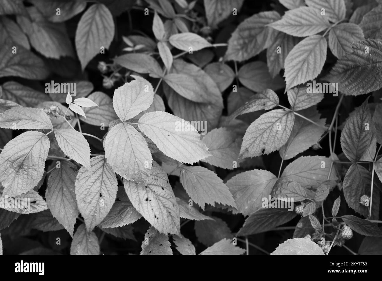 Leafy summer raspberry plants growing in the kitchen garden in a black ...