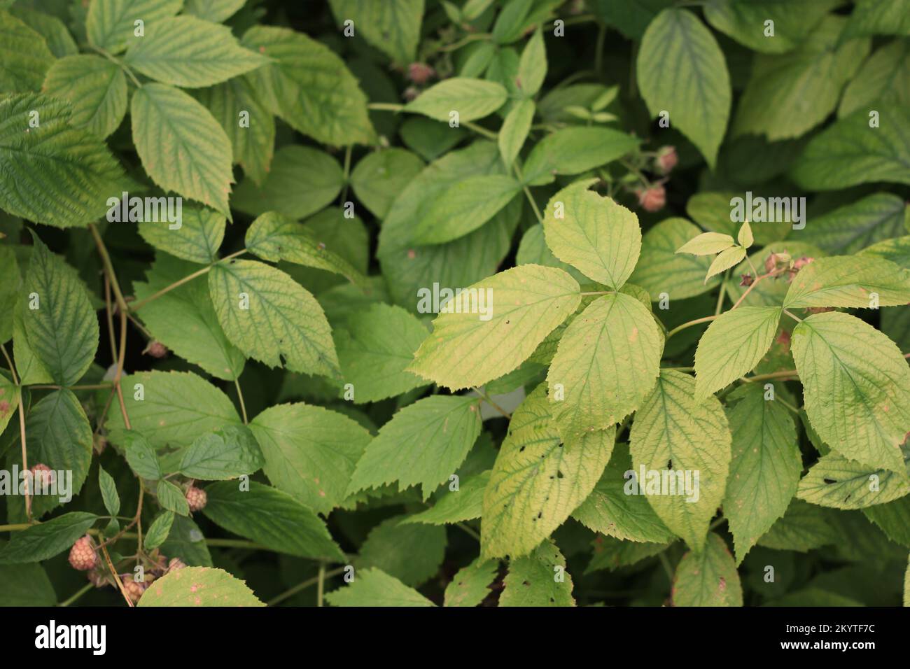 Leafy summer raspberry plants growing in the kitchen garden Stock Photo ...