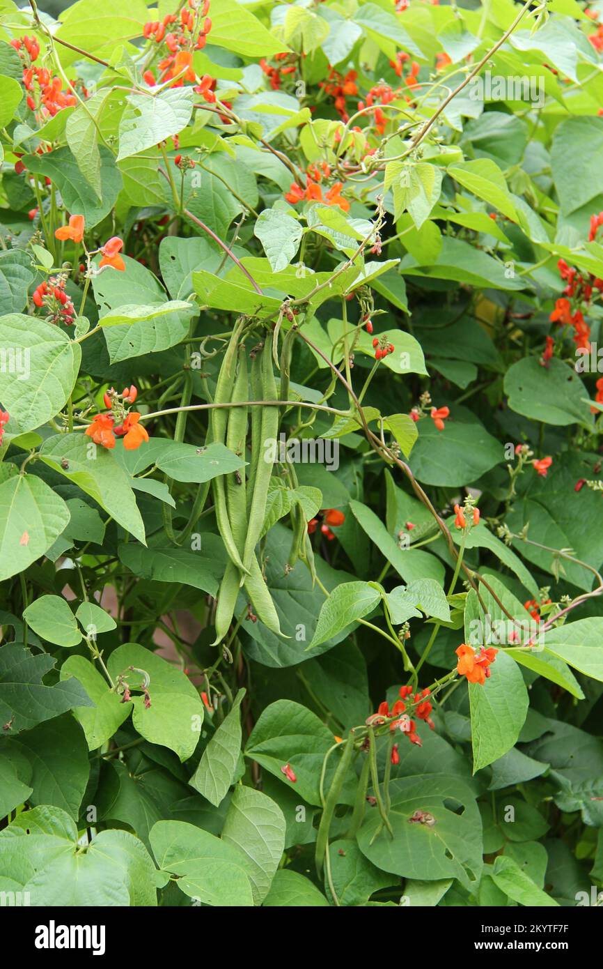 Runner beans agricultural hi-res stock photography and images - Alamy