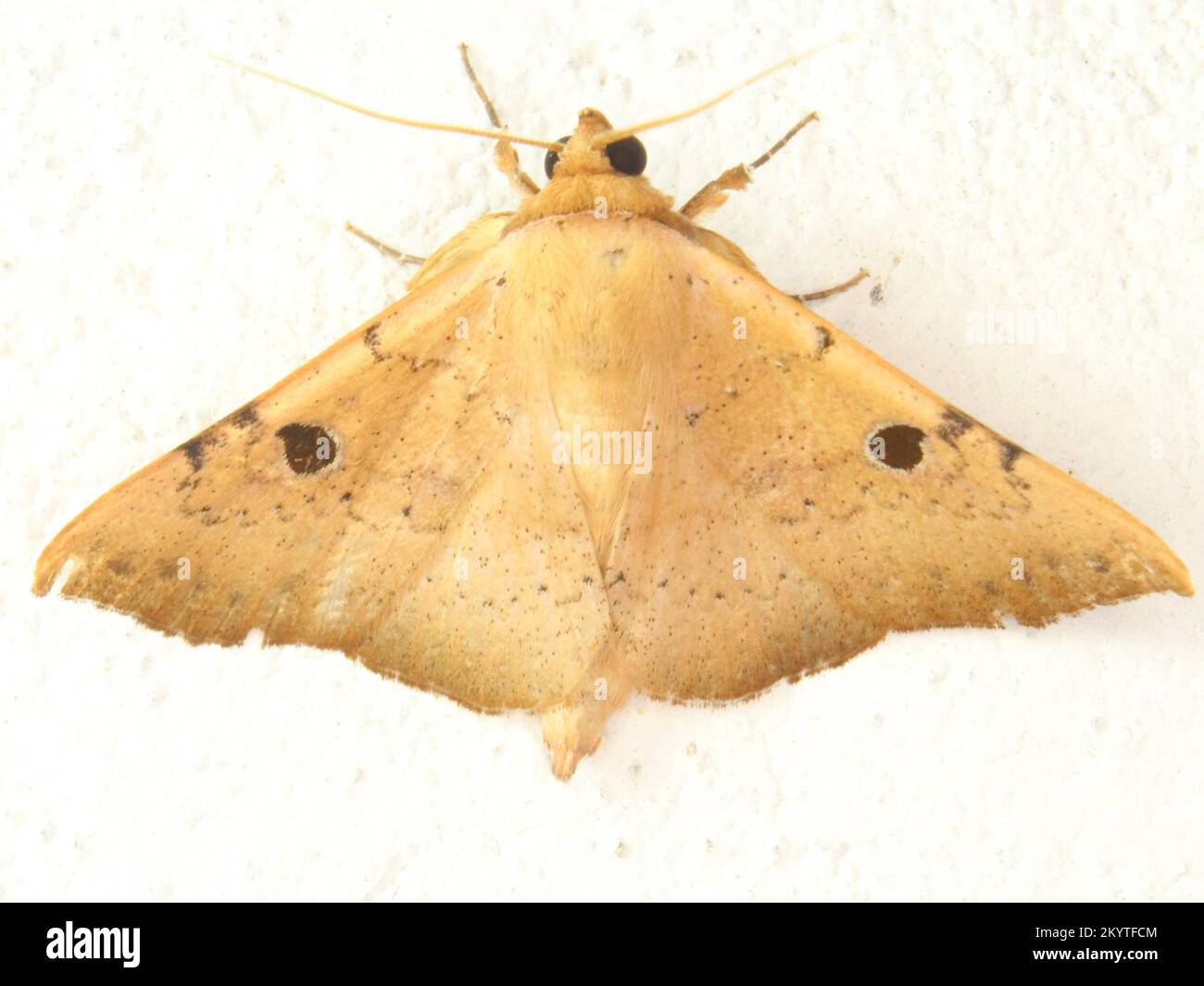 tropical moth indeterminate species isolated on a white background from ...