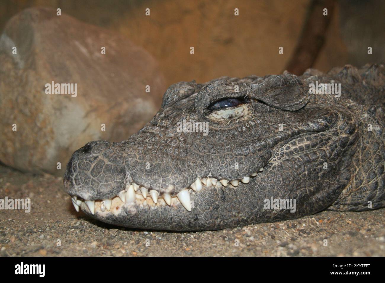Alligator teeth hi-res stock photography and images - Alamy