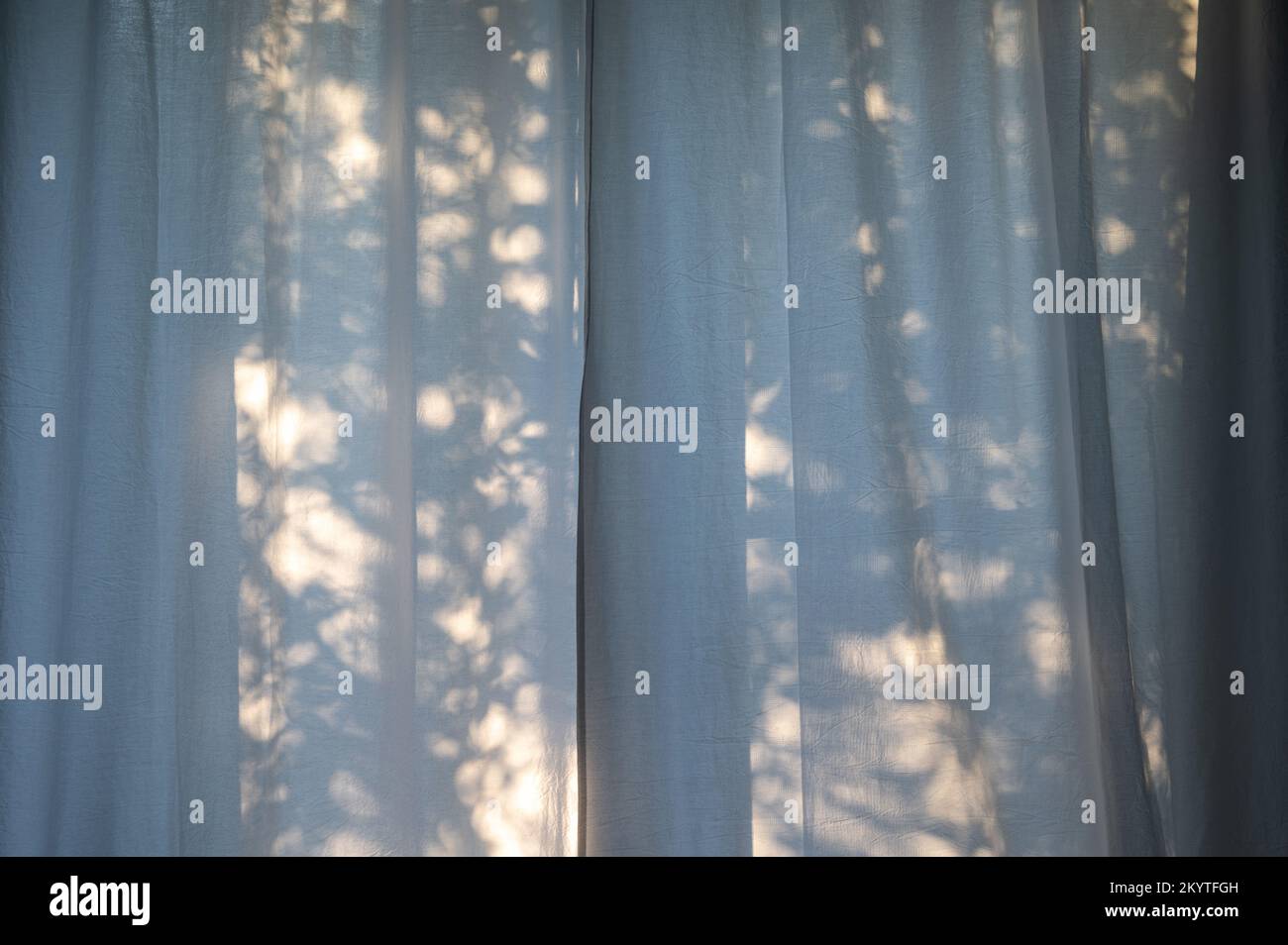 Plant shadows background on the curtains in the window Stock Photo - Alamy