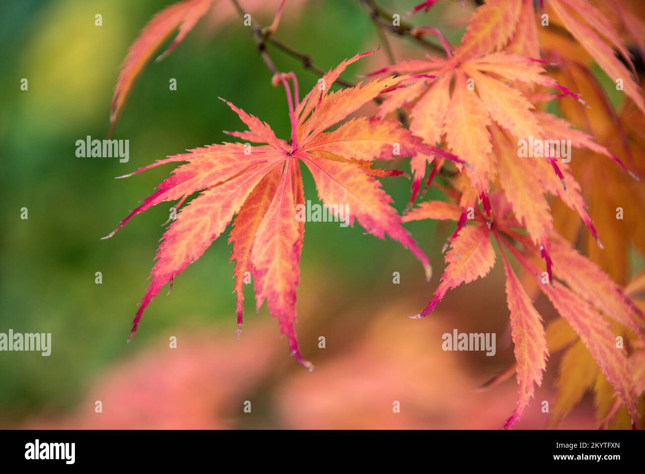 Fall Colours in Sariyer district of Istanbul, Turkey Stock Photo - Alamy